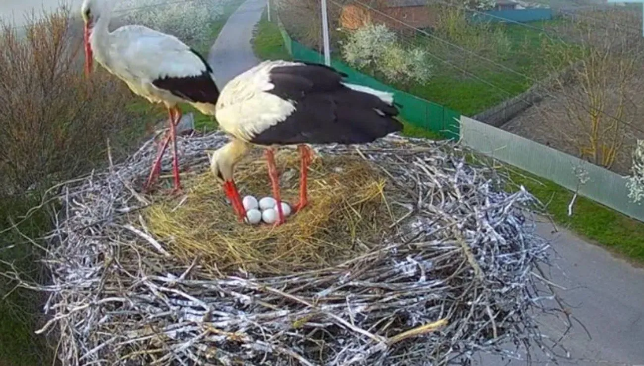 Storks Odarka and Hrytsyk are incubating five eggs, periodically moving ...