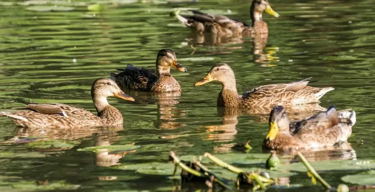 Unstable weather in a low pressure field: weather forecasters give a ...