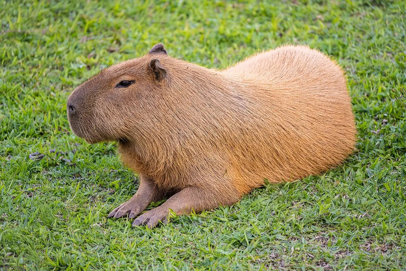 Capybara Appreciation Day and World Energy Independence Day: what else ...